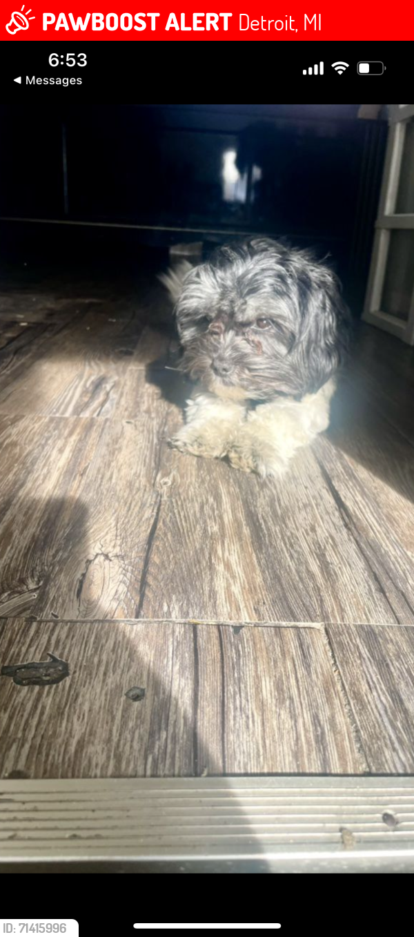 Detroit, MI Lost Male Dog, Baby Jet Is Missing | PawBoost