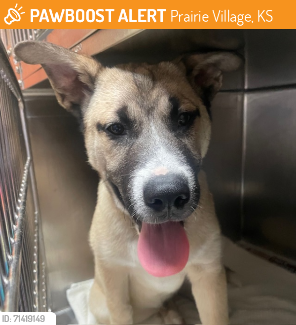 Prairie Village, KS Stray Male Dog Found Near W 77th Terrace and Ash ...