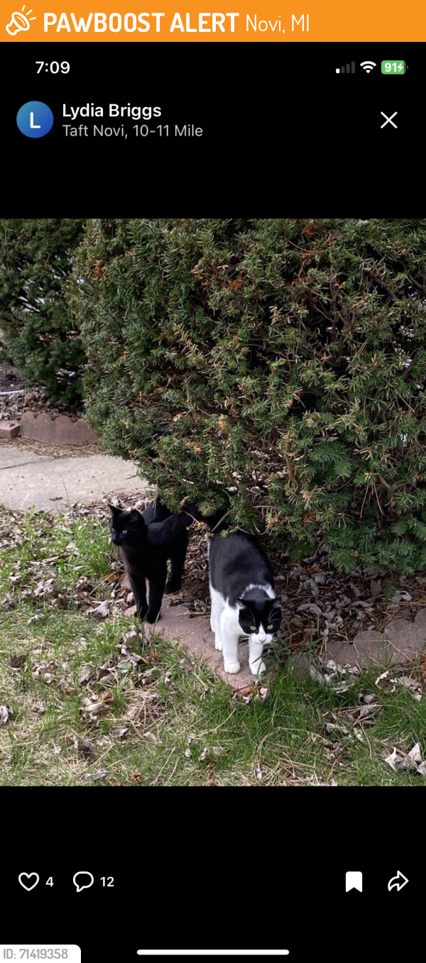 Novi, MI Stray Cat Found Near Taft between 10 mile and 11 mile rd ...