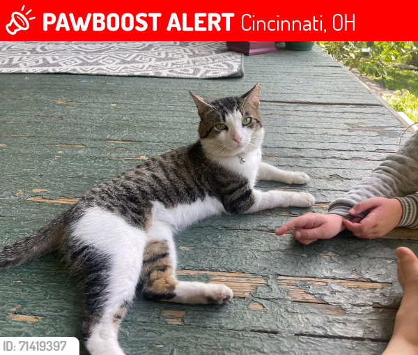 Cincinnati, OH Lost Male Cat, Captain Ron Is Missing | PawBoost