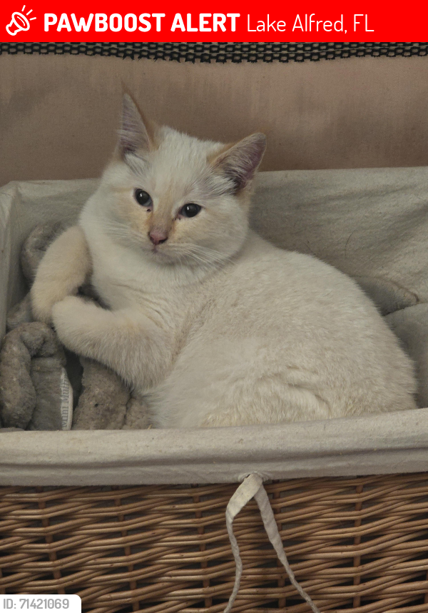 Lake Alfred, FL Lost Female Cat, Chaos Is Missing | PawBoost
