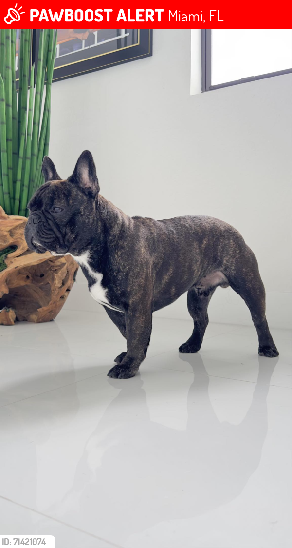 Miami, FL Lost Male Dog, Pepo Is Missing | PawBoost