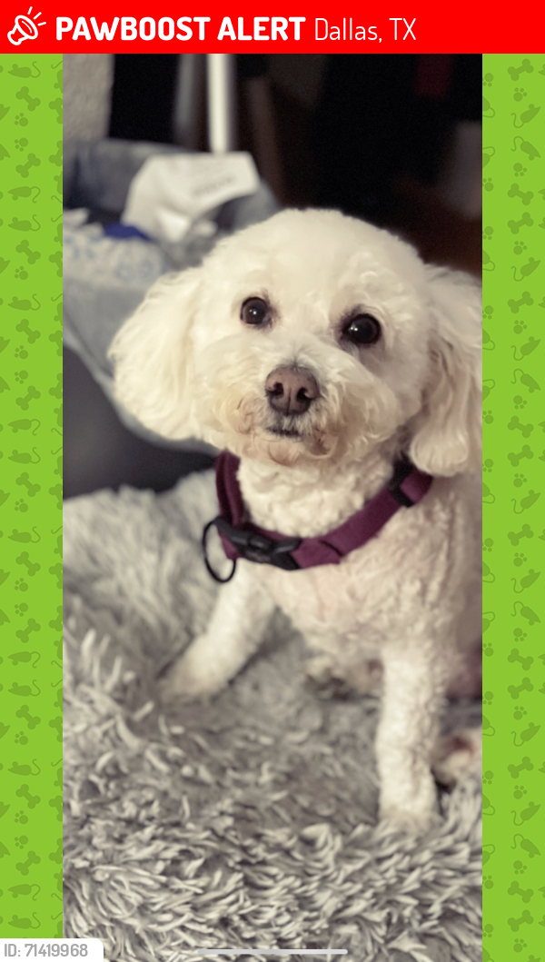 Dallas, TX Lost Male Dog, Snowball Is Missing | PawBoost