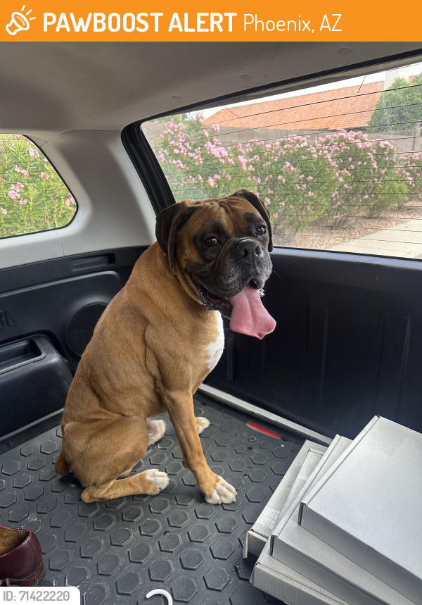 Phoenix, AZ Stray Male Dog Found Near 60th St & Greenway | PawBoost