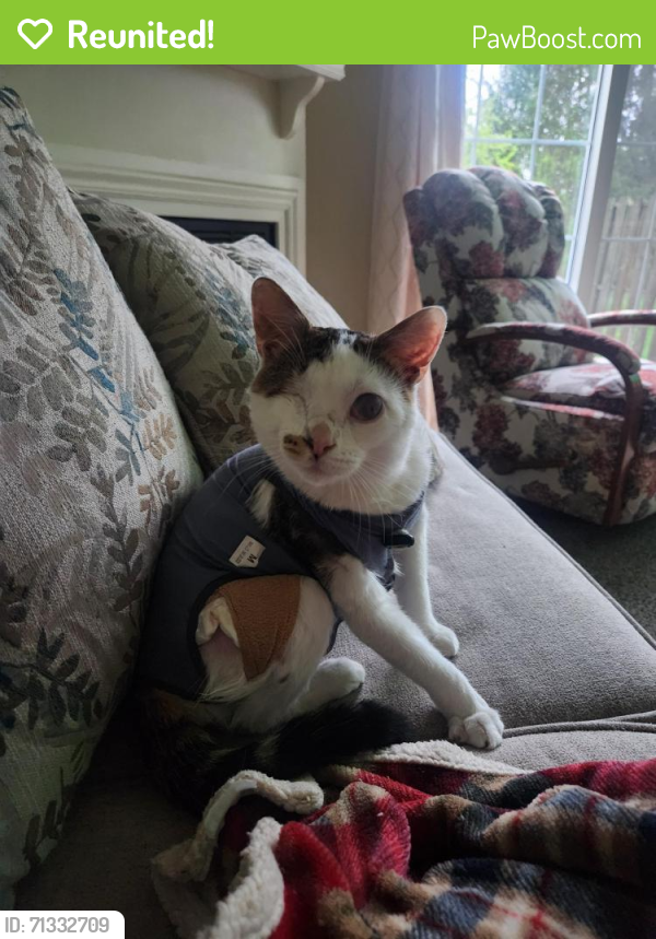 Reunited Male Cat in Hilliard, OH 43026 (ID: 71332709) | PawBoost