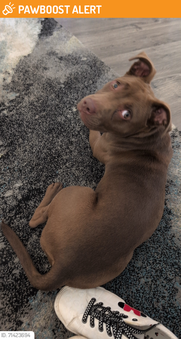 Clinton Township, MI Stray Female Dog Found Near 15 mile & Gratiot ...