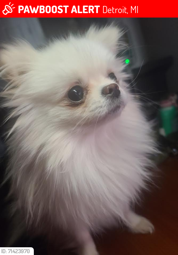 Detroit, MI Lost Female Dog, Zero Is Missing | PawBoost