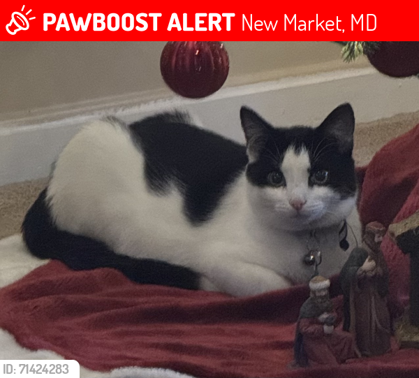 New Market, MD Lost Male Cat, Oreo Is Missing | PawBoost