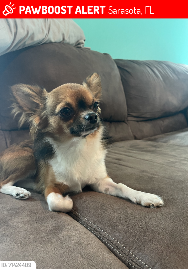 Sarasota, FL Lost Male Dog, Max Is Missing | PawBoost