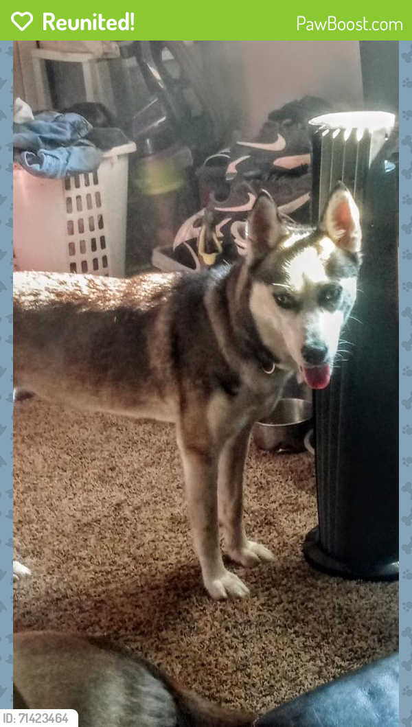 Reunited Female Dog in Cleveland, OH 44113 (ID: 71423464) | PawBoost