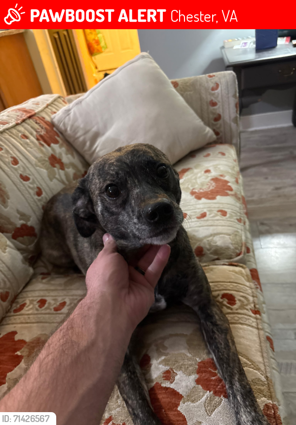 Chester, VA Lost Female Dog, Roxy Is Missing | PawBoost