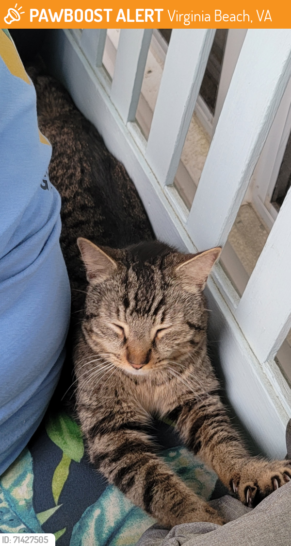Virginia Beach, VA Stray Female Cat Found Near Lake James | PawBoost