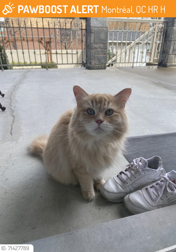 Montréal, QC Stray Cat Found Near Rue Jasmin Saint-Laurent | PawBoost