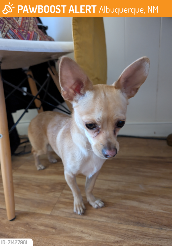Albuquerque, NM Stray Male Dog Found Near Martin Luther King Jr. And ...