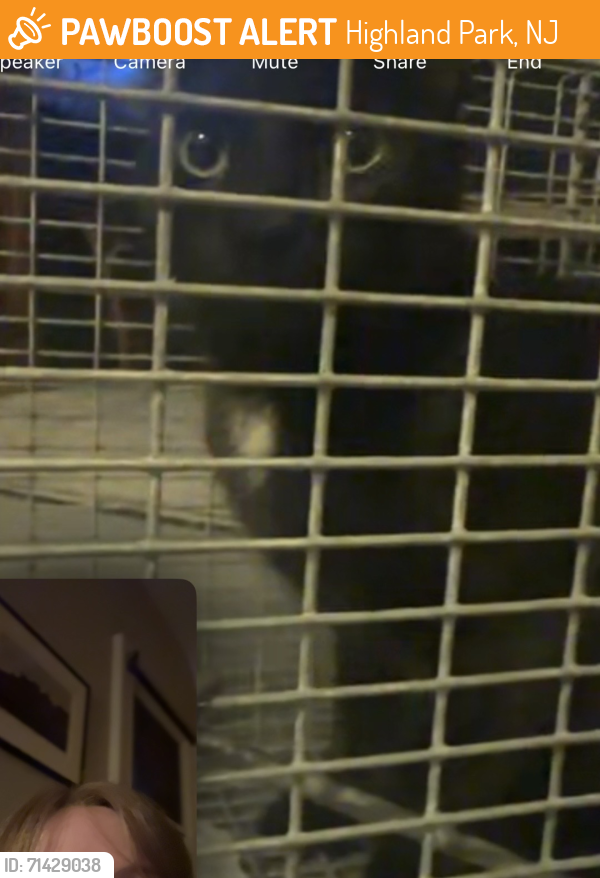 Highland Park, NJ Stray Cat Found Near Woodbridge and 7th | PawBoost