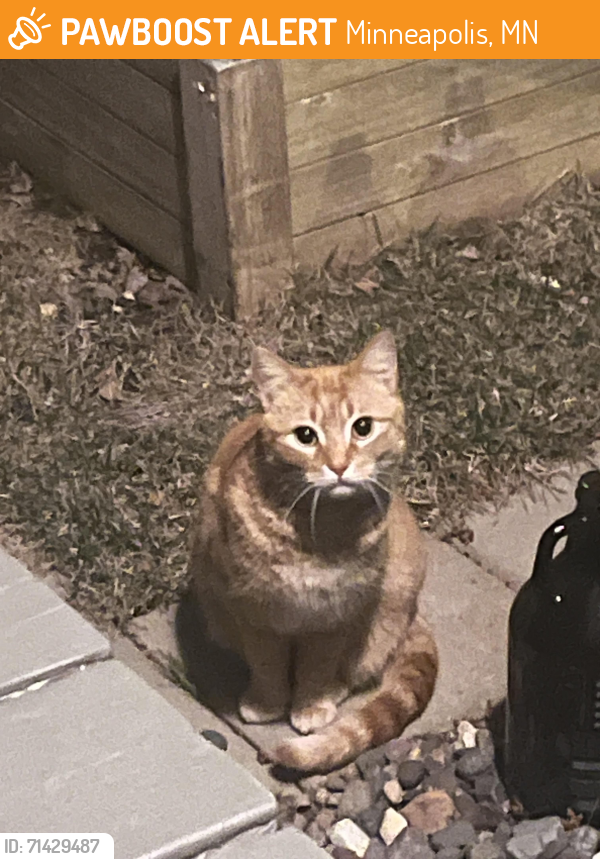 Minneapolis, MN Stray Cat Found Near 40th and silver lake ne | PawBoost