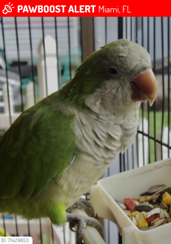 Miami, FL Lost Bird, Lilo Is Missing | PawBoost