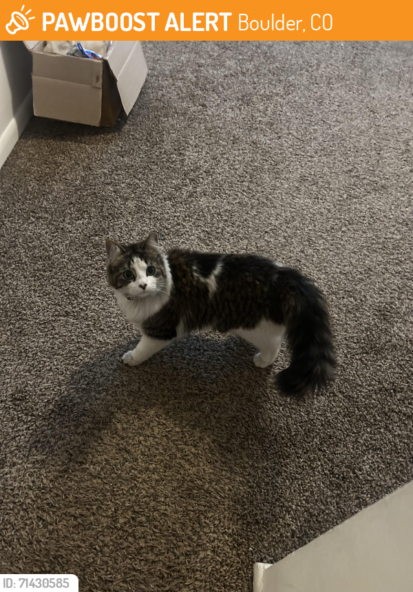 Boulder, CO Stray Cat Found Near Near 30th st | PawBoost