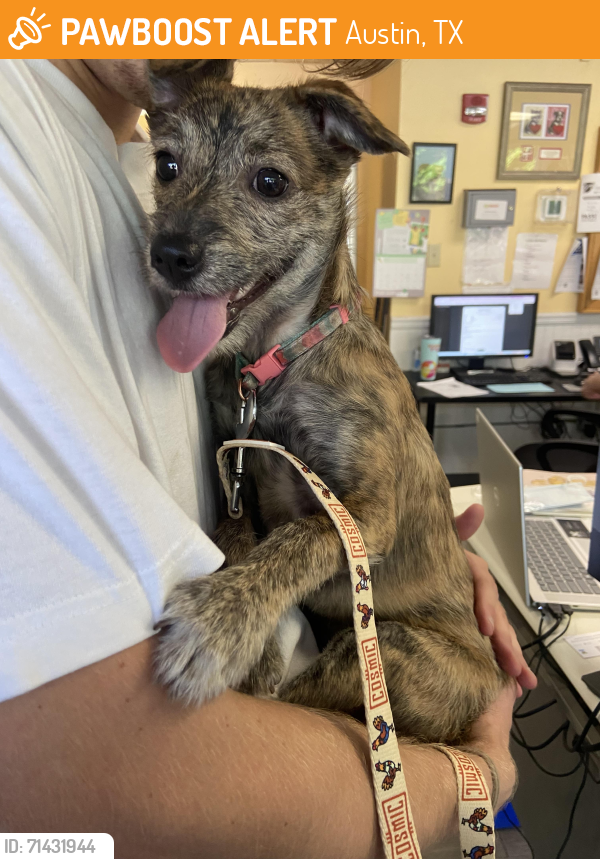 Austin, TX Stray Female Dog Found Near Navasota St | PawBoost