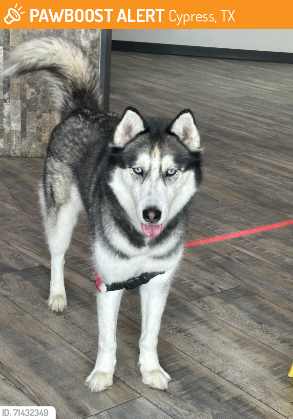 Rehomed Female Dog in Cypress, TX 77433 (ID: 71432349) | PawBoost