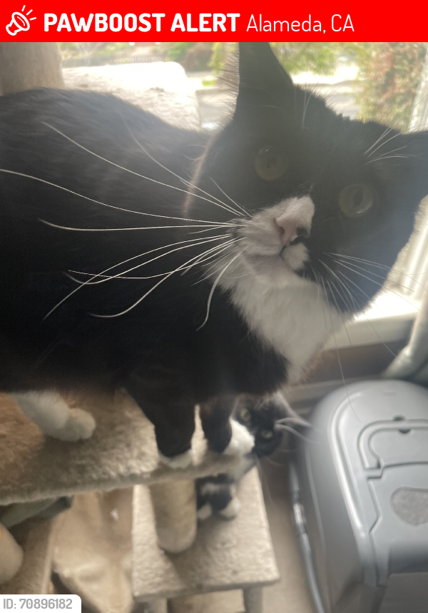 Alameda, CA Lost Male Cat, Lucas Is Missing | PawBoost