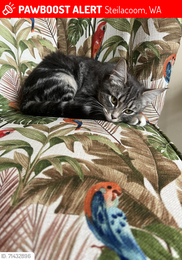 Steilacoom, WA Lost Female Cat, Trixie Is Missing | PawBoost