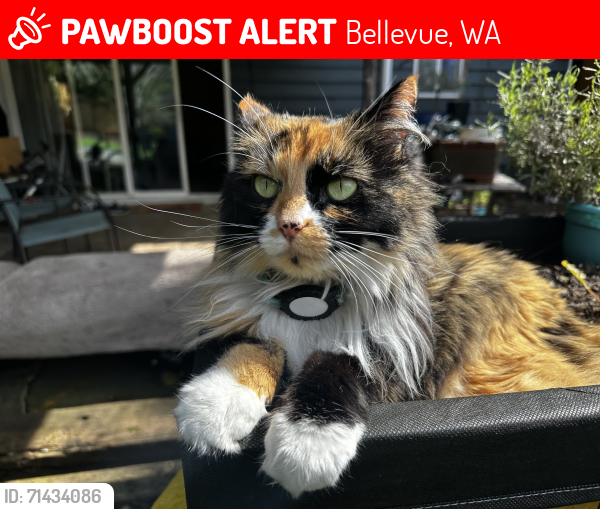 Bellevue, WA Lost Female Cat, Archie Is Missing | PawBoost