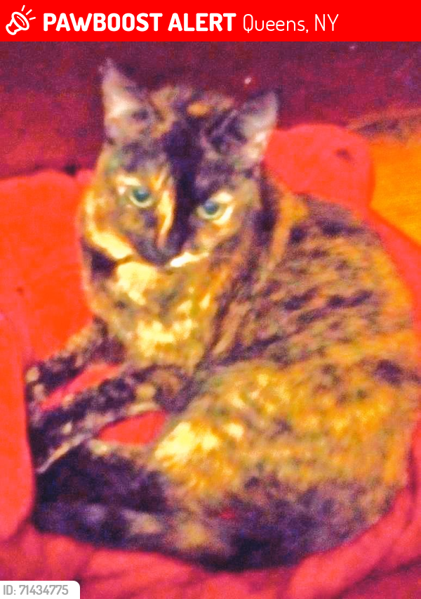 Queens, NY Lost Female Cat, Maisy Is Missing | PawBoost