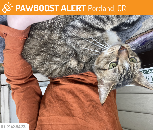 Portland, OR Stray Male Cat Found Near SE 92nd Ave, off of Powell ...