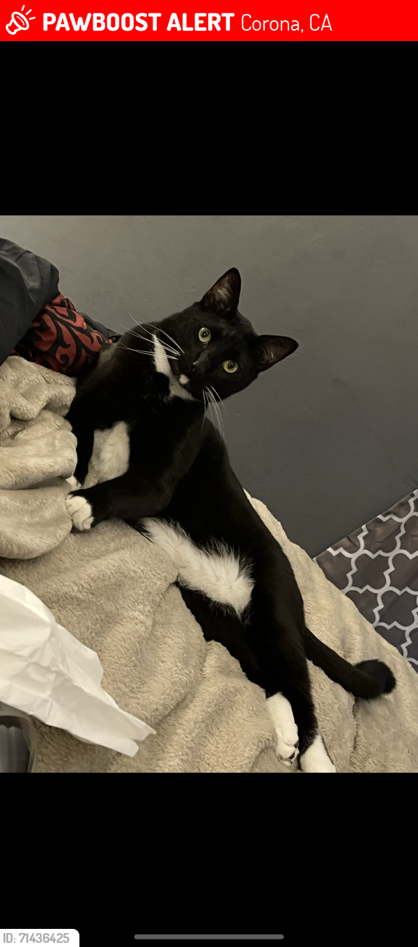 Corona, CA Lost Male Cat, Loki Is Missing | PawBoost