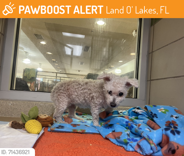 Land O' Lakes, FL Stray Female Dog Found Near SIENA DR/ PORTOFINA LUTZ ...