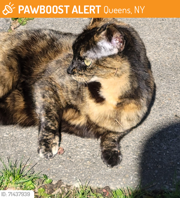 Queens, NY Stray Female Cat Found Near 160th Street, 84th Avenue | PawBoost