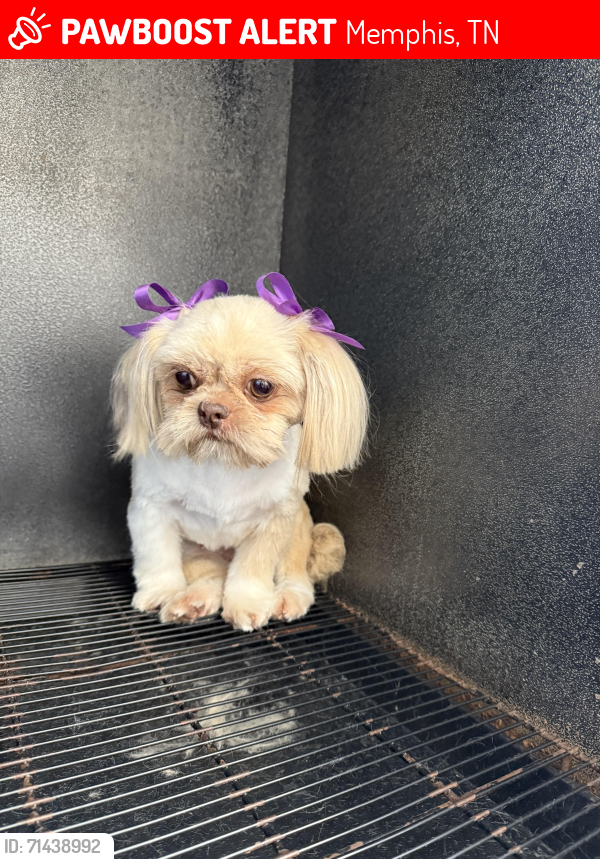 Memphis, TN Lost Female Dog, Angel Is Missing | PawBoost