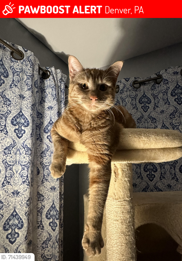 Denver, PA Lost Female Cat, Ginger Is Missing | PawBoost