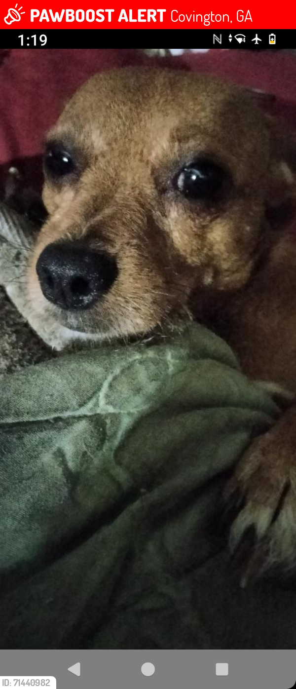 Covington, GA Lost Female Dog, Idgie Is Missing | PawBoost
