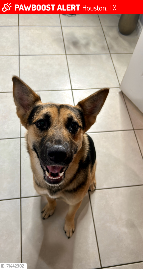 Houston, TX Lost Female Dog, Athena Is Missing | PawBoost