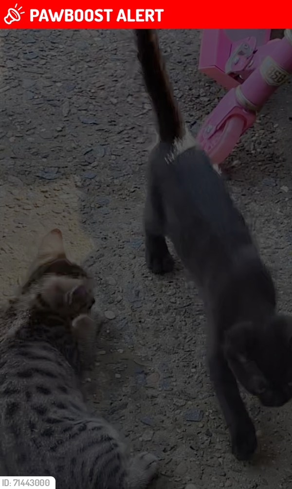 Macquarie Fields, NSW Lost Male Cat, Loki & Franky Is Missing | PawBoost