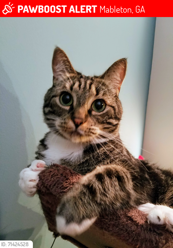 Mableton, GA Lost Male Cat, Gumbo Is Missing | PawBoost