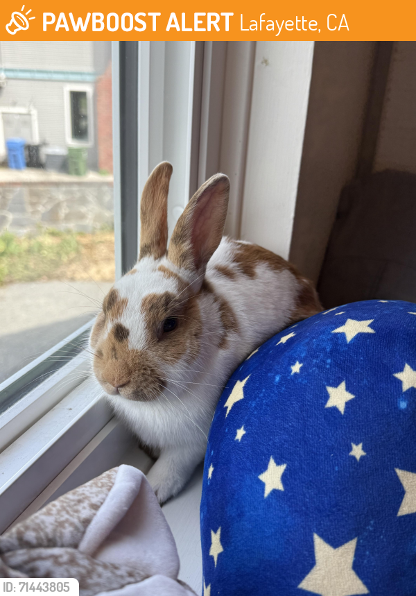 Lafayette, CA Stray Male Rabbit Found Near McDonald’s on Mount Diablo ...