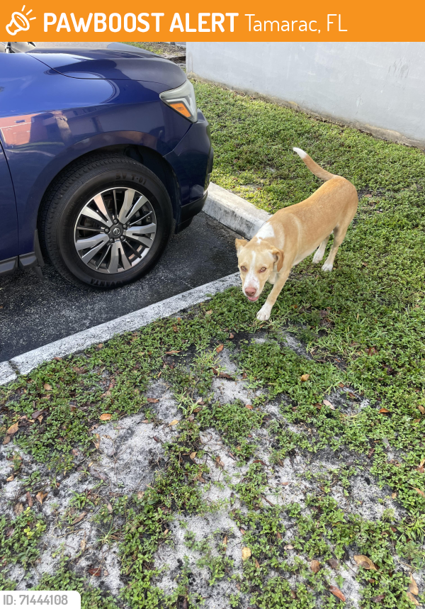 Tamarac, FL Stray Male Dog Found Near Golf villas apmts | PawBoost