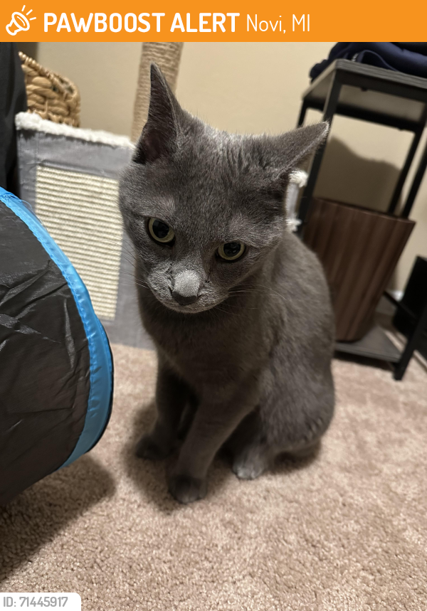Novi, MI Stray Male Cat Found Near Woodland glen dr, Northville | PawBoost