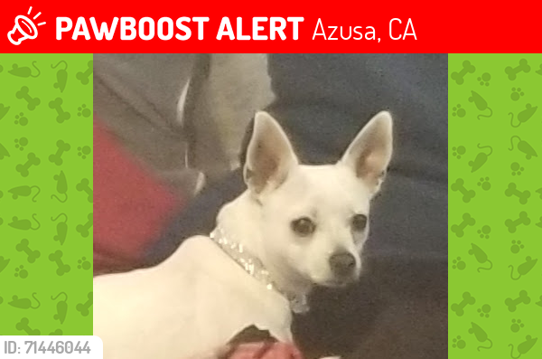 Azusa, CA Lost Female Dog, Freeway Is Missing | PawBoost