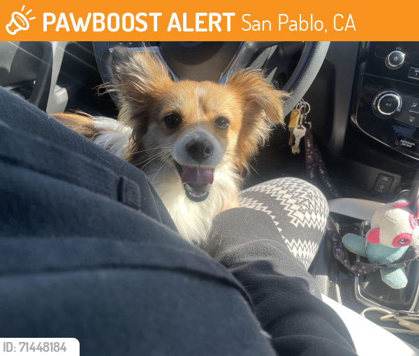 San Pablo, CA Stray Dog Found Near Dover Ave, 22nd St | PawBoost