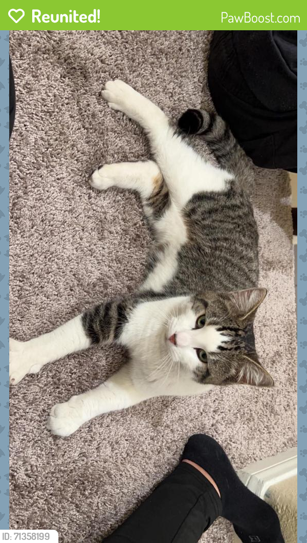 Reunited Male Cat in Colton, CA 92324 (ID: 71358199) | PawBoost