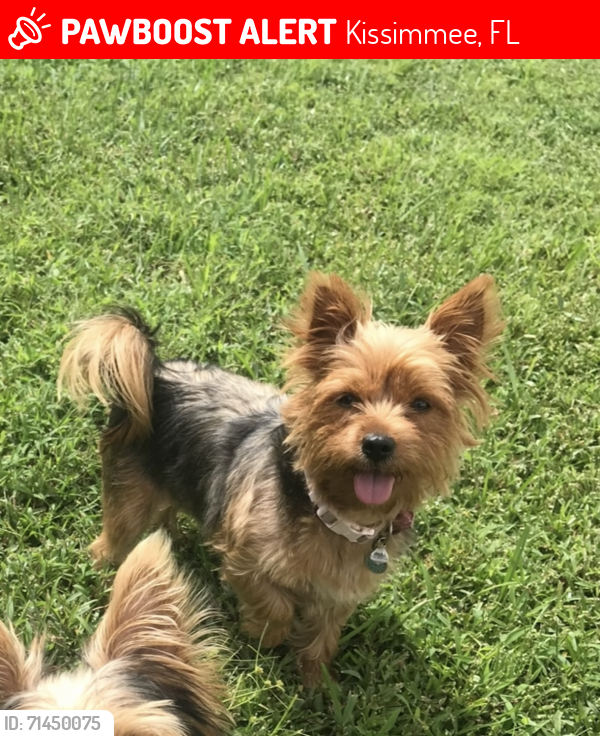 Kissimmee, FL Lost Female Dog, Poopie Is Missing | PawBoost