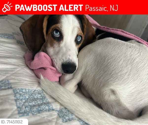 Passaic, NJ Lost Female Dog, Molly Is Missing | PawBoost