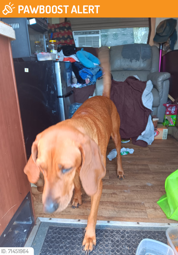 Santa Rosa County, FL Stray Female Dog Found Near Munson Hwy & Pat ...