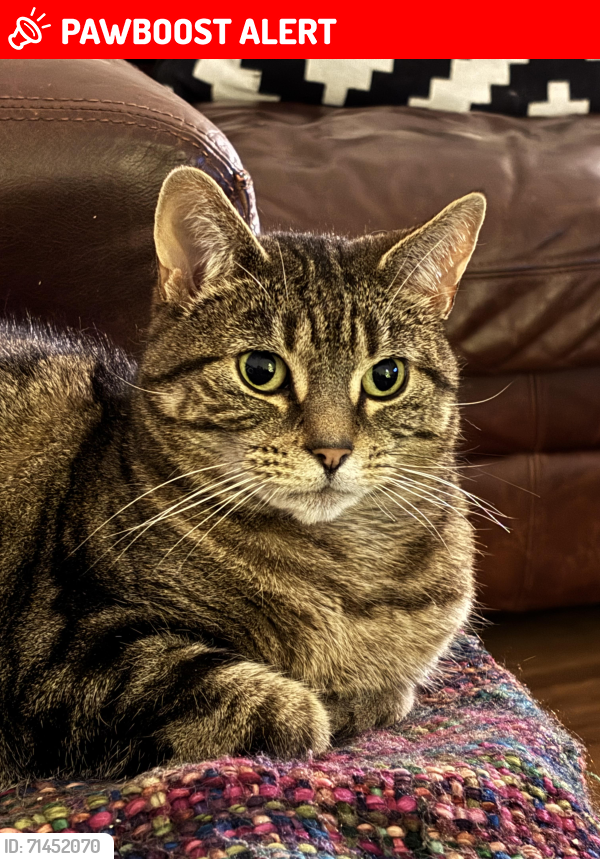 Belfast, Northern Ireland Lost Female Cat, Luna Is Missing | PawBoost