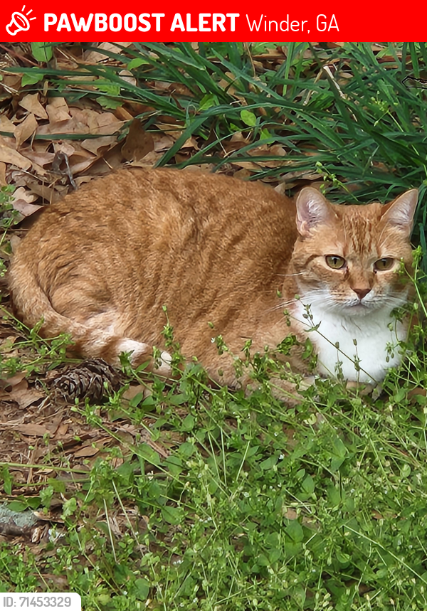Winder, GA Lost Female Cat, Ruby Is Missing | PawBoost