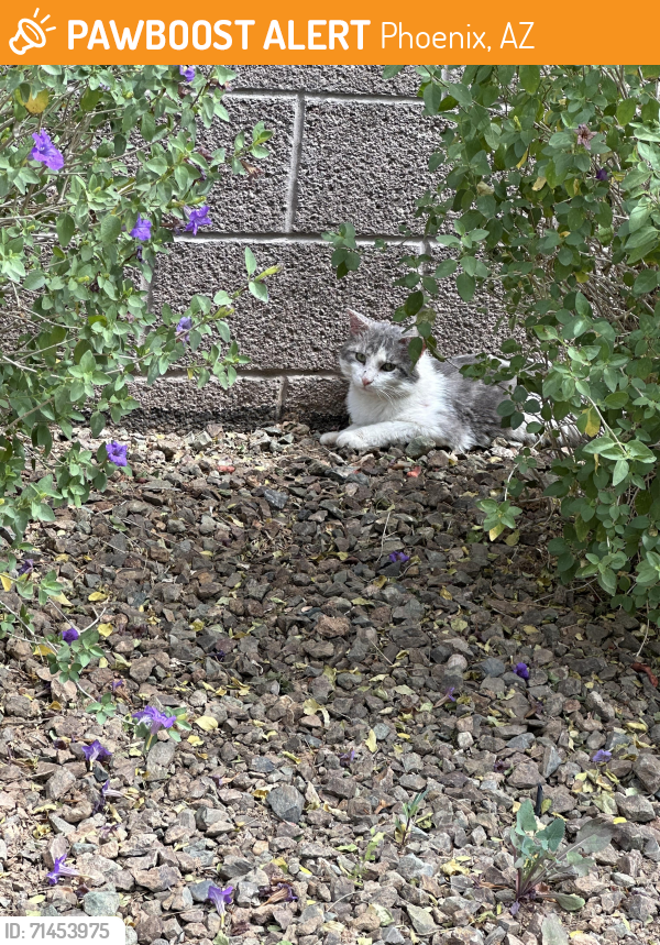 Phoenix, AZ Stray Cat Found Near Near North Valley Pkwy Phoenix, AZ ...